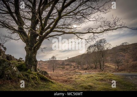 An ancient gnarly tree growing on a grassy meadow located at tollymore ...