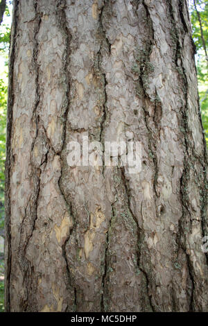 cracked weather beaten cut of a tree trunk, a stump on the sandy shore ...