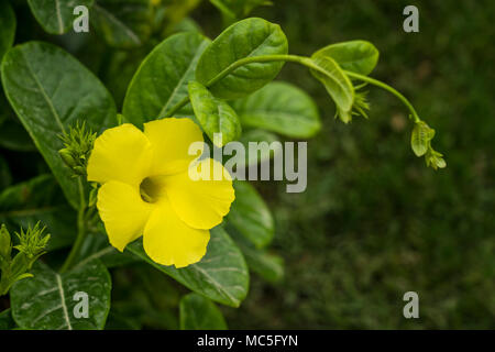 Decorative yellow tropical flowers along Jumeirah Beach, Dubai, UAE ...