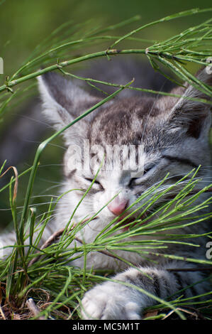 Cute small tabby cat biting owner on bed Stock Photo - Alamy