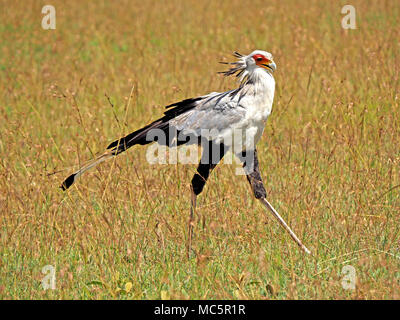A Secretary Bird Hunts for Snakes Stock Photo - Alamy