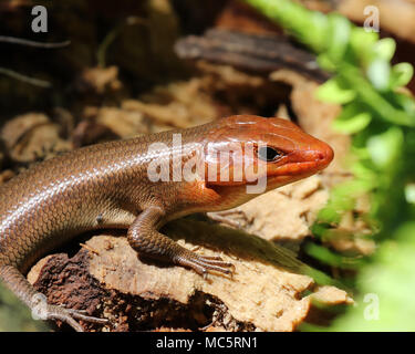 Adult male Broad-headed skink has a wide powerful jaw and turns bright ...