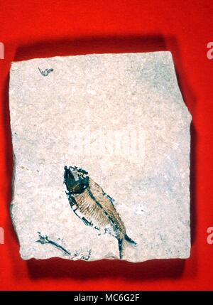 an very ancient fish fossil Stock Photo - Alamy