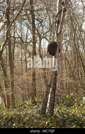 A burr (or burl) on the trunk of a silver birch tree Stock Photo ...