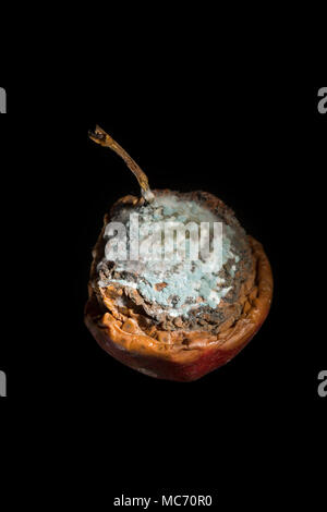 Pin mould spreading out on apple hyphae rotting the apples flesh and ...