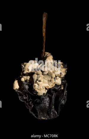 Pin mould spreading out on apple hyphae rotting the apples flesh and ...