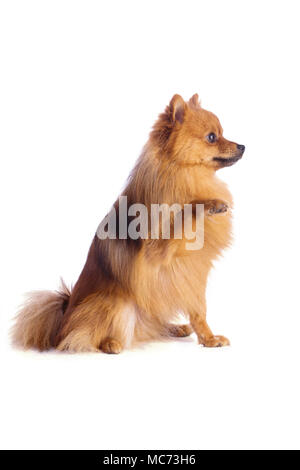 Lovely caramel-colored dog Stock Photo - Alamy