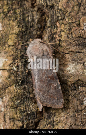 Variable Kätzcheneule, Violettgraue Frühlingseule, Orthosia incerta ...