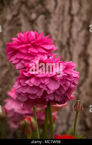 Sydney Australia, pink ranunculus flowers in garden Stock Photo - Alamy