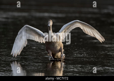 Mute Swan Cygnet, flying across a frozen pond, close up Stock Photo - Alamy