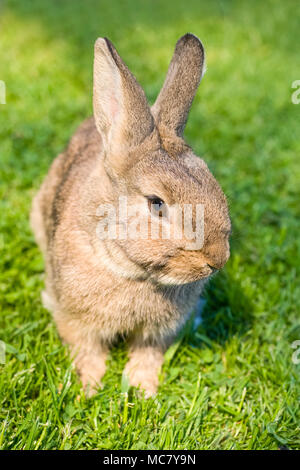 A Cross Bred Wild and Domesticated Rabbit on a Lawn Stock Photo - Alamy