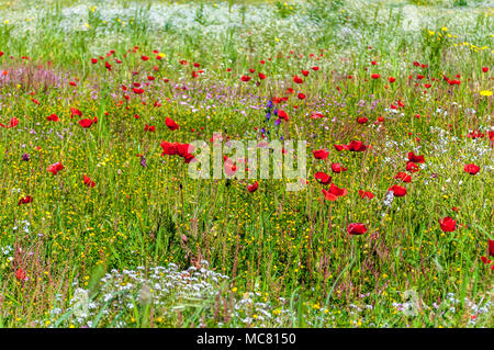 flowery meadow near the beach in a sunny day of spring Stock Photo - Alamy