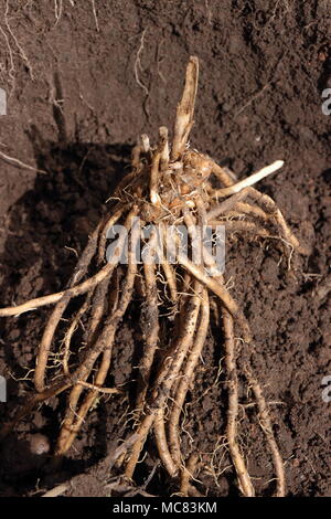. Asparagus Root Stock Photo - Alamy