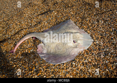 A undulate ray, Raja undulata, caught from Chesil beach in Dorset ...