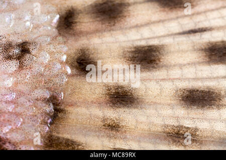 Scales of rainbow trout Stock Photo - Alamy