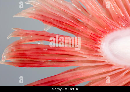 A close up showing the gill filaments, or gill lamellae, of a rainbow ...