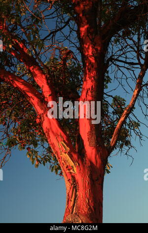 Madrone at Sunset Stock Photo - Alamy