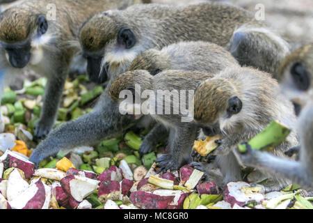 Group of green monkeys [Chlorocebus sabaeus] feeding. Barbados Wildlife ...