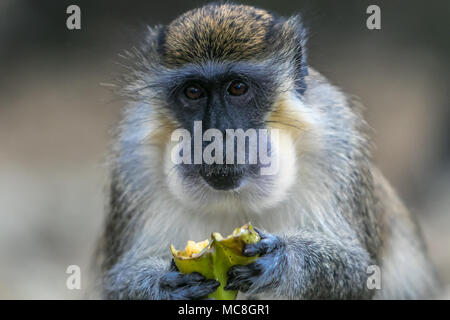 Green Monkey at the Barbados Wildlife Reserve, Barbados, Caribbean ...