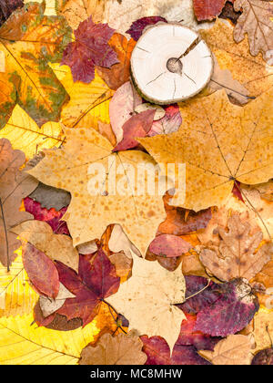 Vertical top view of a fallen leaf on a snow Stock Photo - Alamy