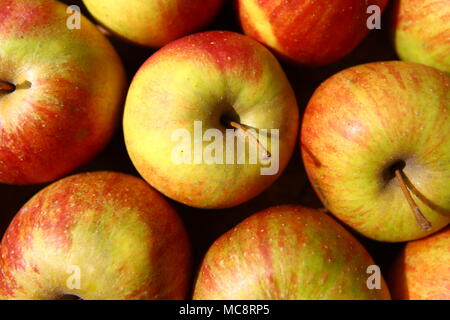 Food: Apples - cultivar Champion Stock Photo - Alamy