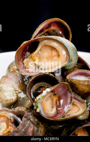 Slipper limpets, Crepidula fornicata, gathered around the Weymouth area ...