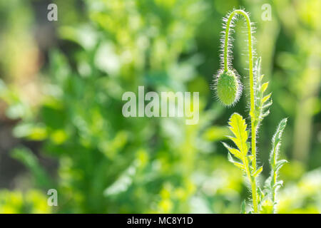 Young spring plant. Sprout of a young poppy in a meadow.Young green ...