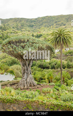 Millennial Drago tree. Tenerife Island. Famous 1000 years old dragon ...
