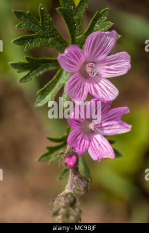Dwarf checkermallow flowers, Point Lobos State Natural Reserve ...