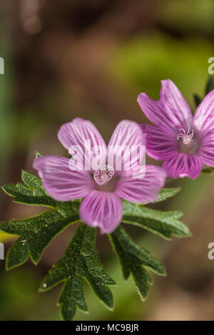 Dwarf checkermallow flowers (Sidalcea malviflora) bloom in early spring ...