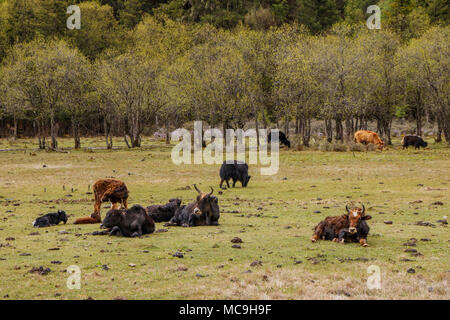 Yak eating grass nature view in Pudacuo national park in Shangri La ...