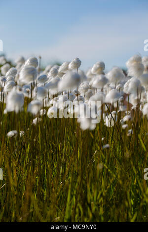 Fluffy arctic cotton (Eriophorum callitrix) growing in summer in ...