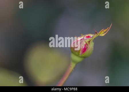 very closed rosebud Stock Photo - Alamy