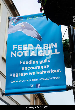 Aggressive seagulls in the UK Stock Photo - Alamy