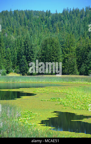 Mountain run-off creates a valley of wetland Stock Photo - Alamy