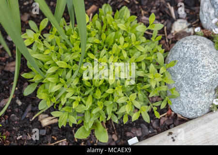 Autumn Catchfly, Höstglim (Silene schafta Stock Photo - Alamy