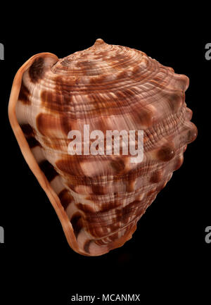 Bullmouth helmet shell (Cypraecassis rufa) on beach at low tide Stock ...