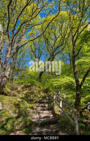 Spring woodland at Coedydd Maentwrog beside Llyn Mair in Snowdonia ...