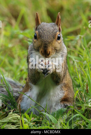 Portrait of a grey squirrel in the welsh countryside United Kingdom uk ...