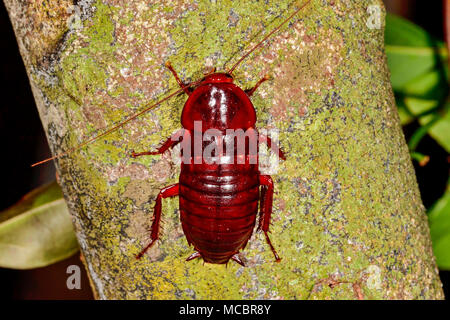 Florida Woods Cockroach or palmetto bug, Eurycotis floridana, on a tree ...