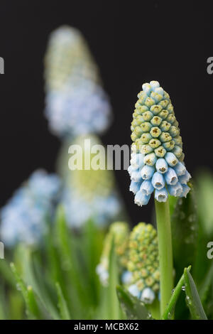 Grape Hyacinth, Muscari aucheri, "Aqua Magic" cultivar Stock Photo - Alamy
