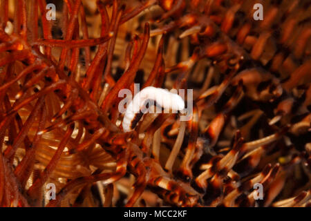 Myzostomida worm, a small marine polychaete which is parasitic on ...