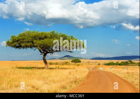 African landscape with a beautiful Acacia tree (Acacia erioloba ...