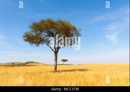 African landscape with a beautiful Acacia tree (Acacia erioloba ...