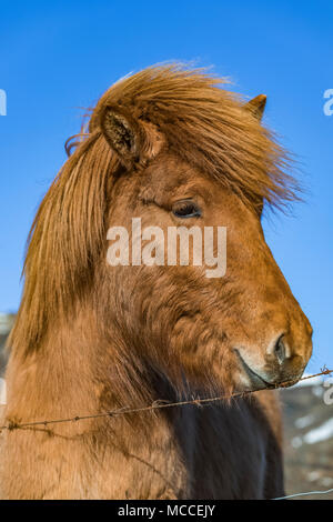 Icelandic Horse, a distinctive breed known for its hardiness ...
