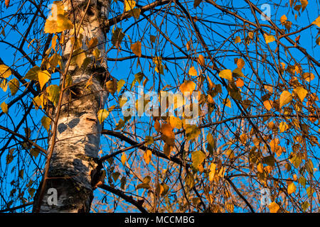 birch tree with colourful autumn branches Stock Photo - Alamy