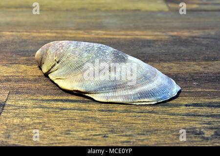 close up ocean shell structure background Stock Photo - Alamy