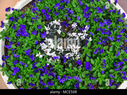 Yellow pansee flowers blooming at the park in springtime Stock Photo ...
