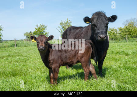 A black Dexter cow and bull. Dexter cattle are a breed of cattle ...