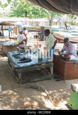 Fisherman selling fish at the fish market, Galle, Sri Lanka, Asia Stock ...